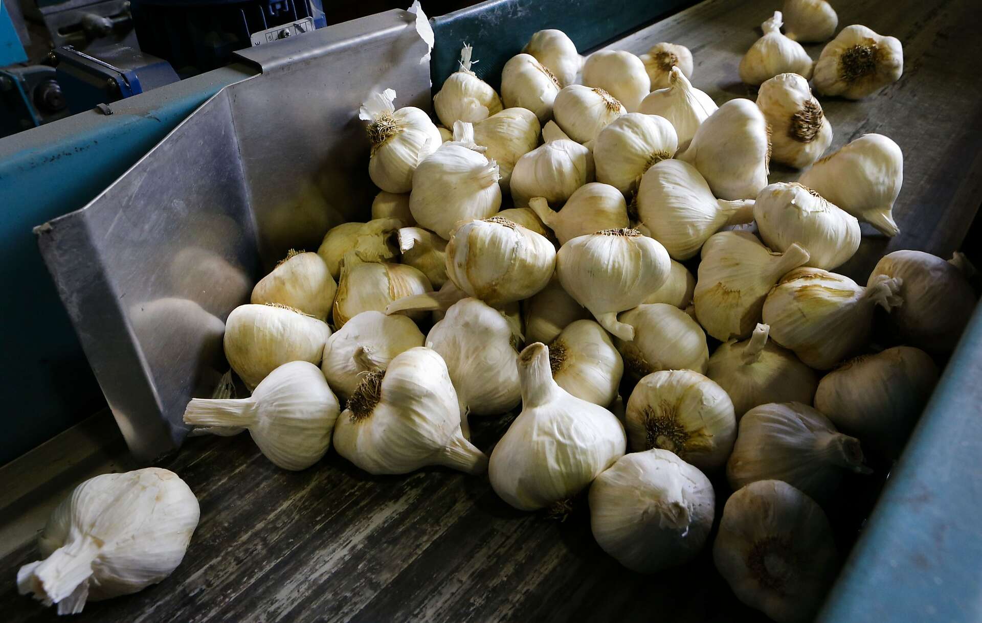 Illegal Chinese garlic imports pounding U.S. industry