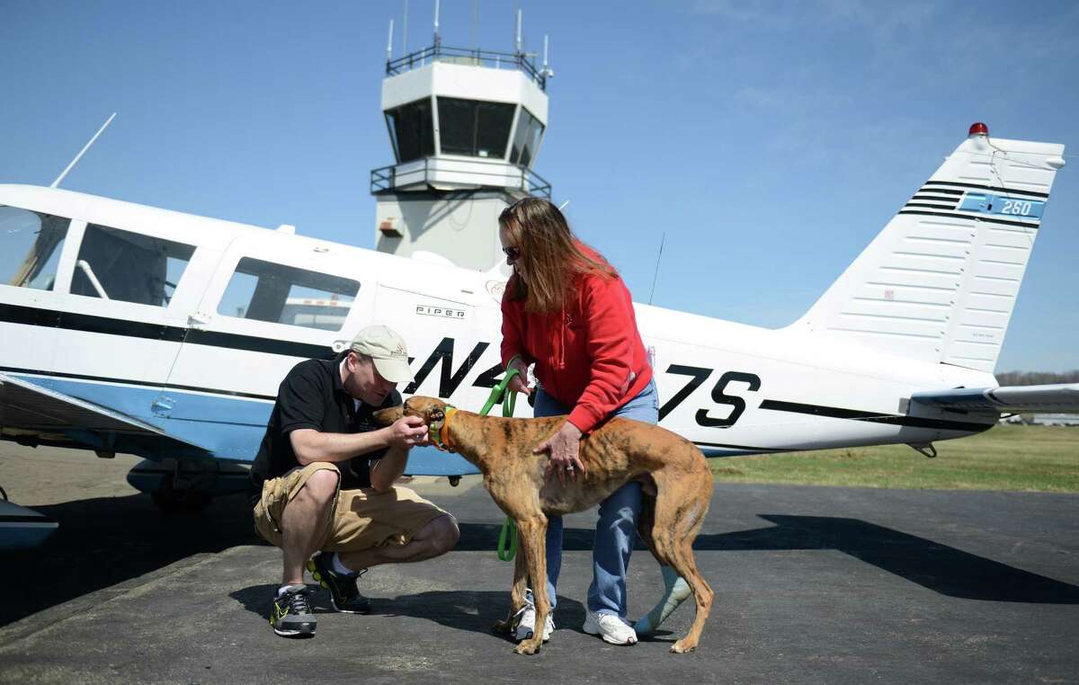 Greyhounds find new homes