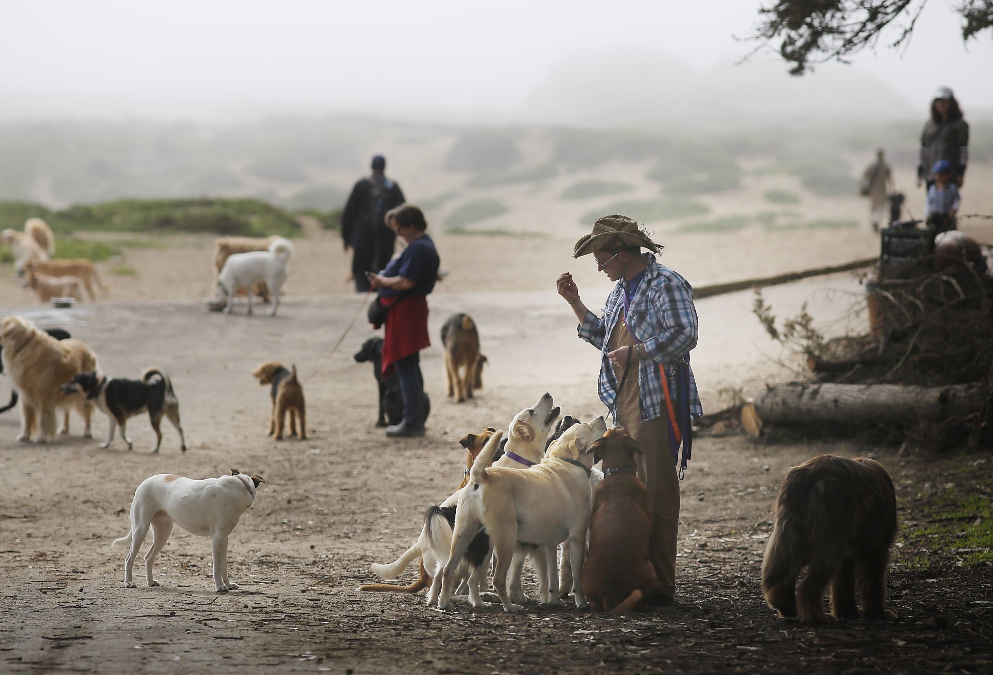 Dog walker Wild Bill Peacock makes wrangling pack look easy