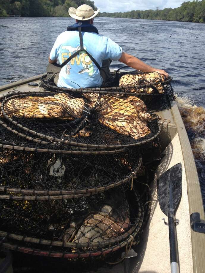 Extremely rare Texas dino turtle even more endangered than first ...