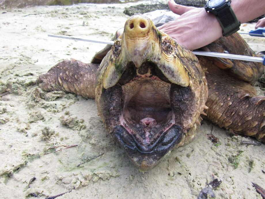 Extremely rare Texas dino turtle even more endangered than first ...