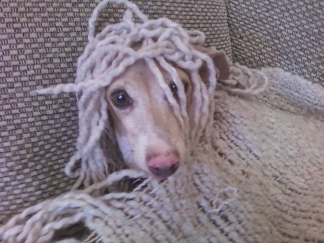 A goofy, elegant Italian greyhound with a scent of cinnamon