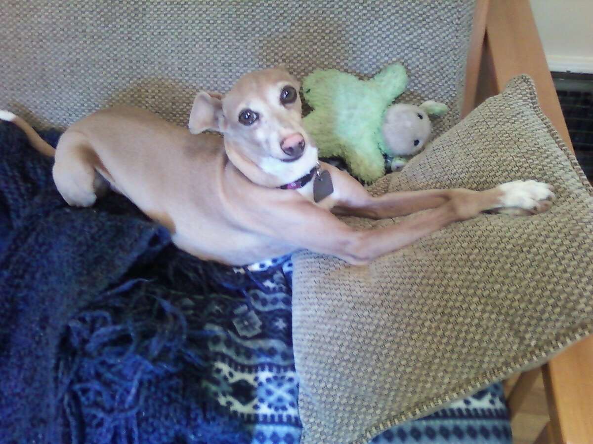 A goofy, elegant Italian greyhound with a scent of cinnamon
