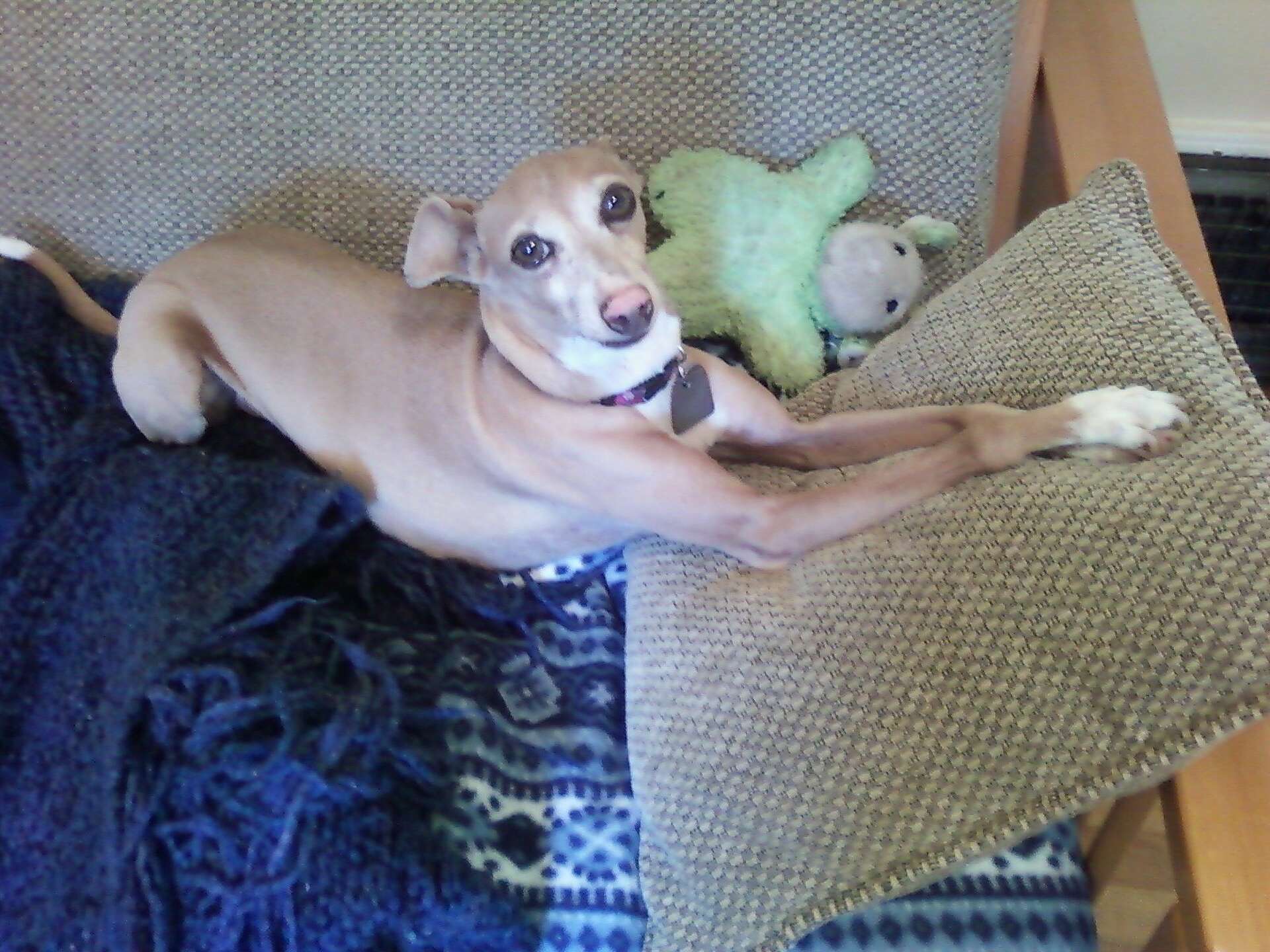 A goofy, elegant Italian greyhound with a scent of cinnamon