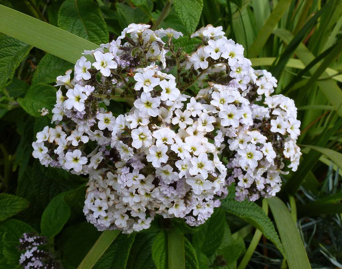 Heliotrope a versatile, sweet showstopper