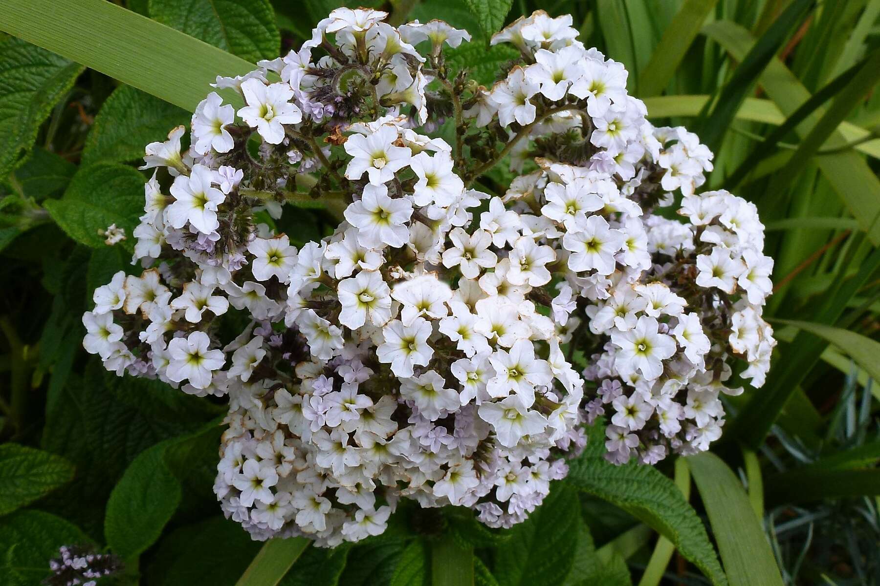 Heliotropium Arborescens Alba