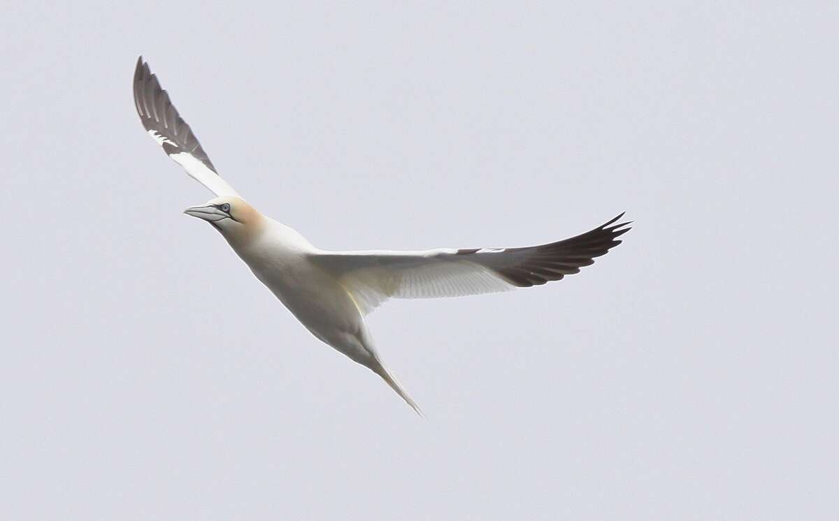 Rare northern gannet seabird is sighted at Alcatraz Island