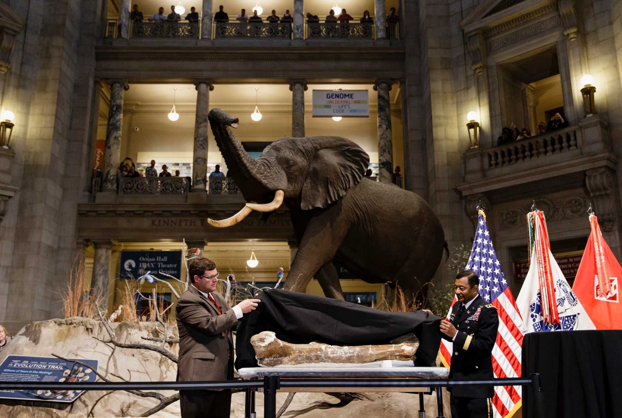 T. rex gets new home in Smithsonian dinosaur hall