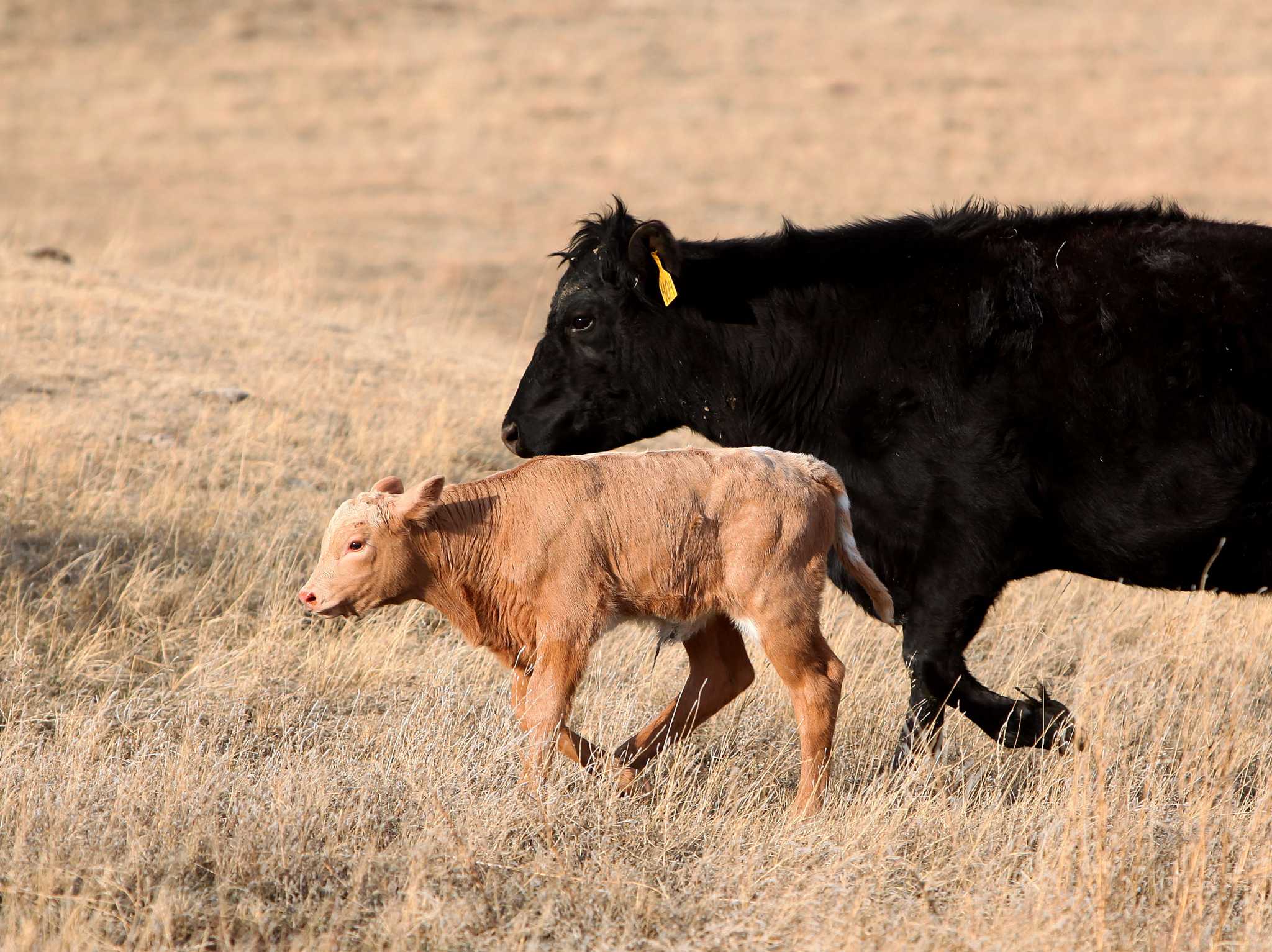 In brief: Food index reflects rise in beef prices