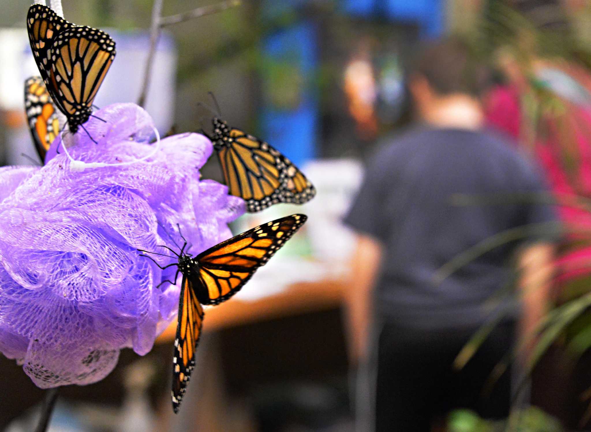 Photos: Final days of butterfly magic
