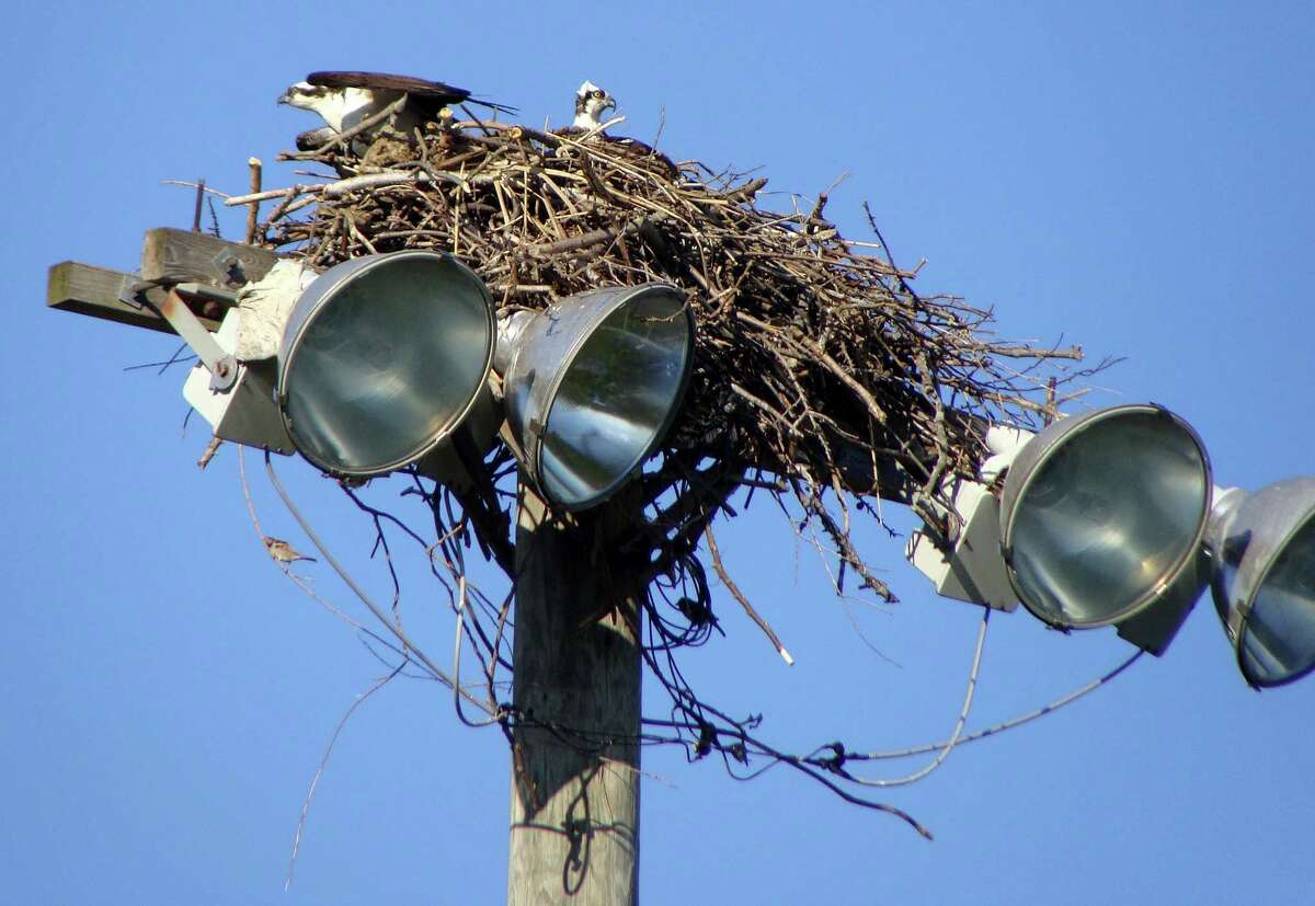 Ospreys nesting in suburbia