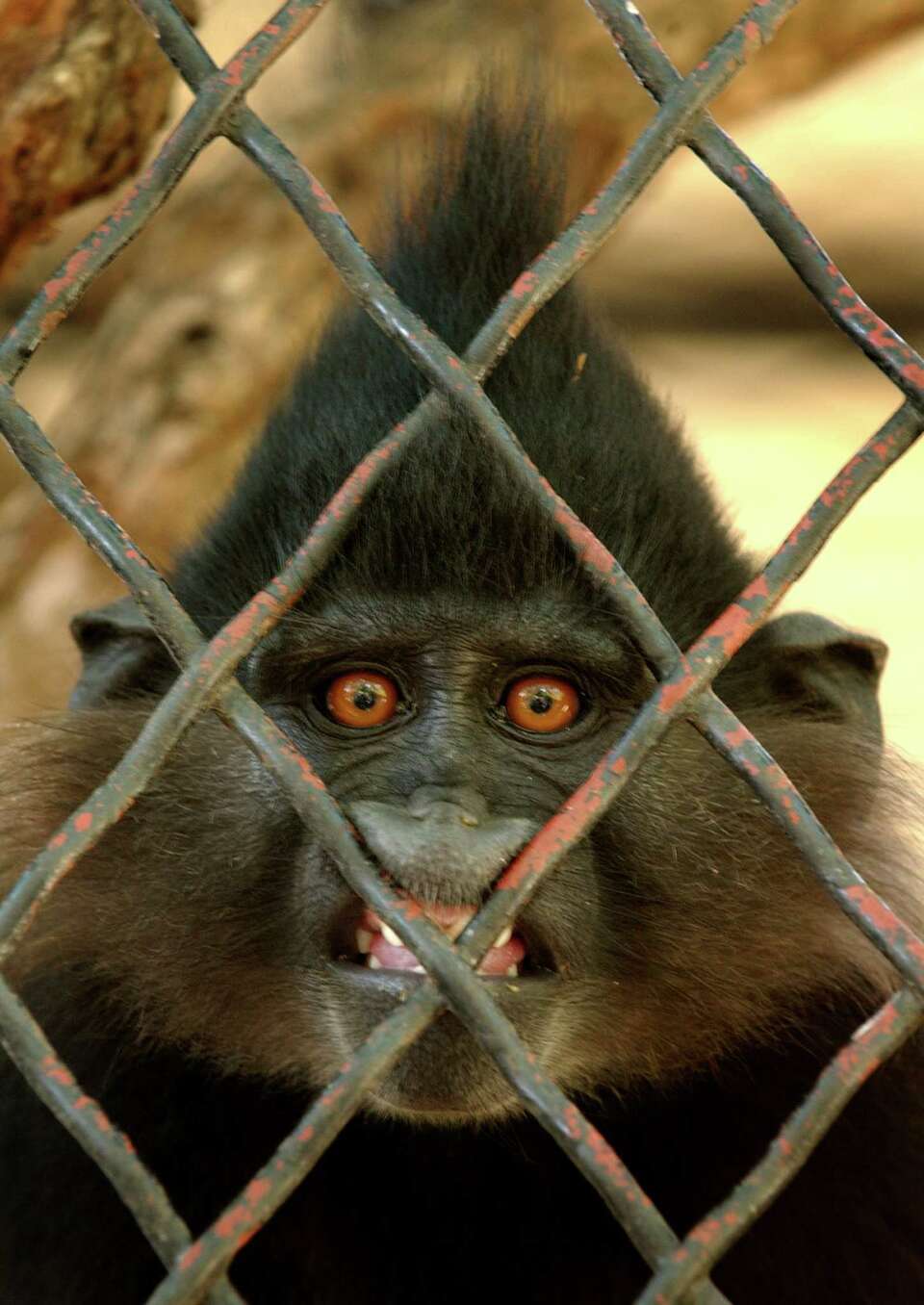 Four monkeys from San Antonio Zoo shipped to Europe