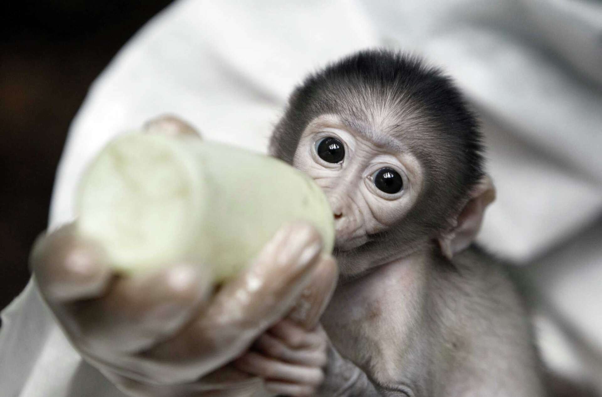 Four monkeys from San Antonio Zoo shipped to Europe