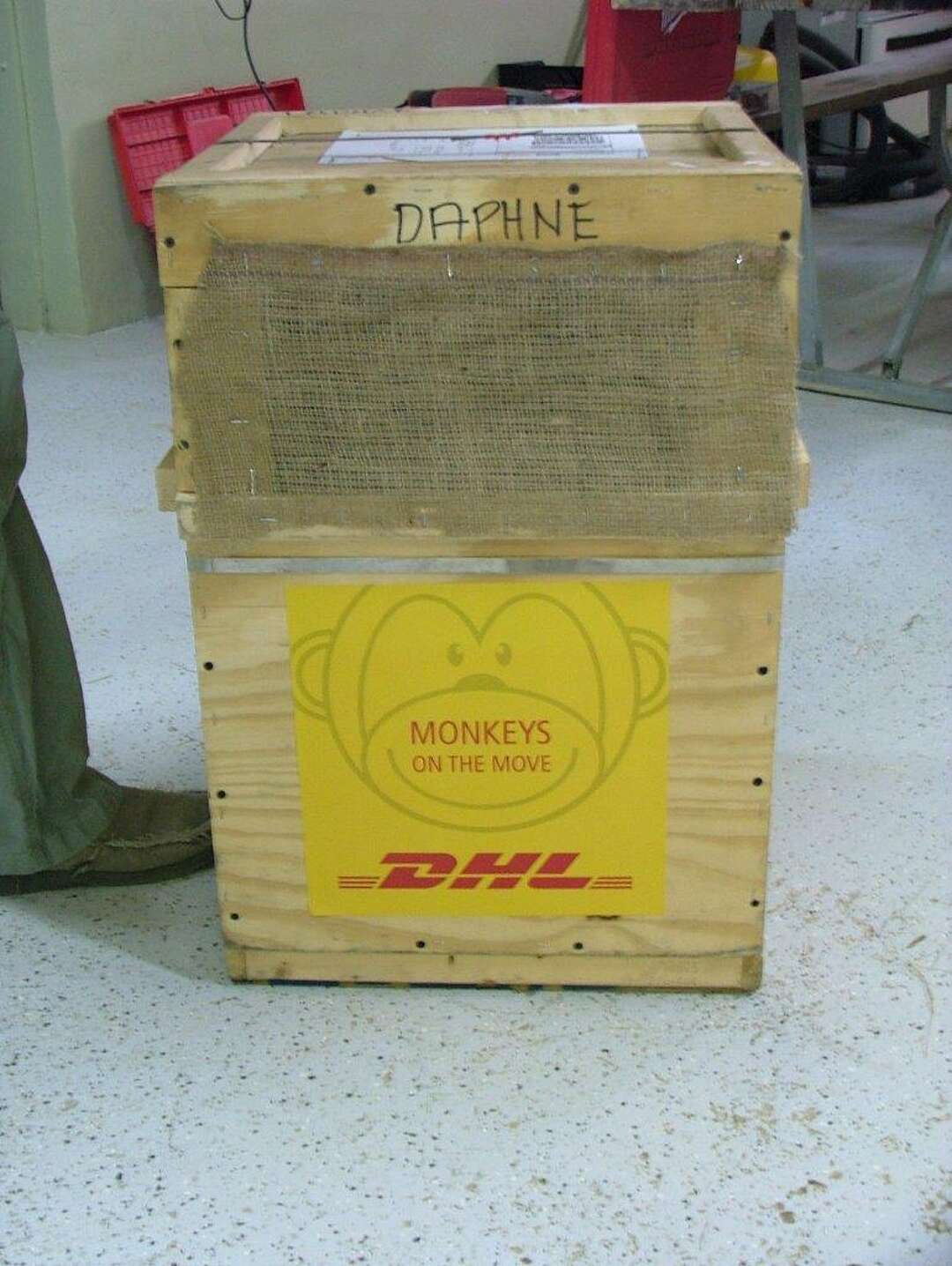 Four monkeys from San Antonio Zoo shipped to Europe