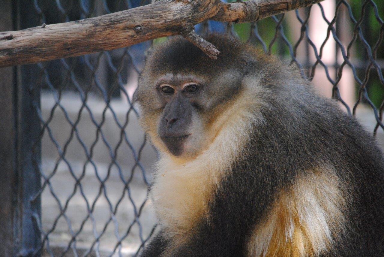 Four monkeys from San Antonio Zoo shipped to Europe