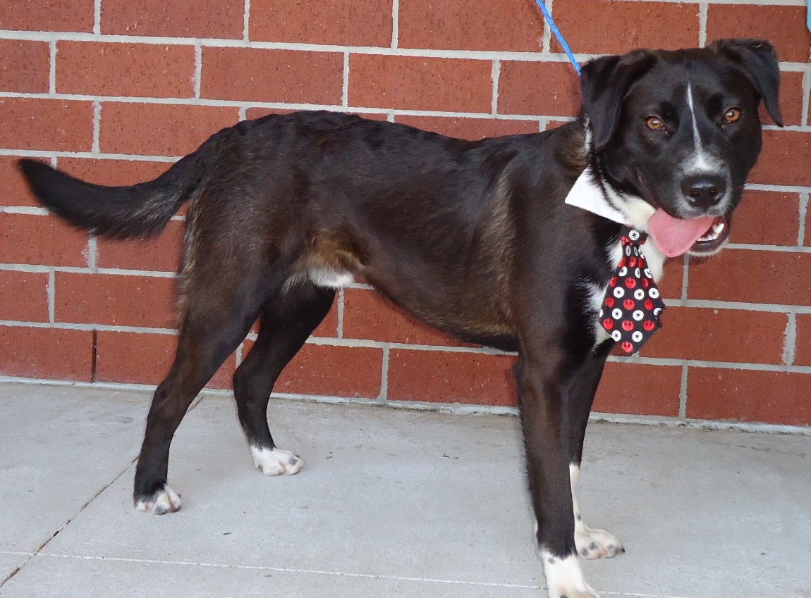 Pethouse Pet of the Week