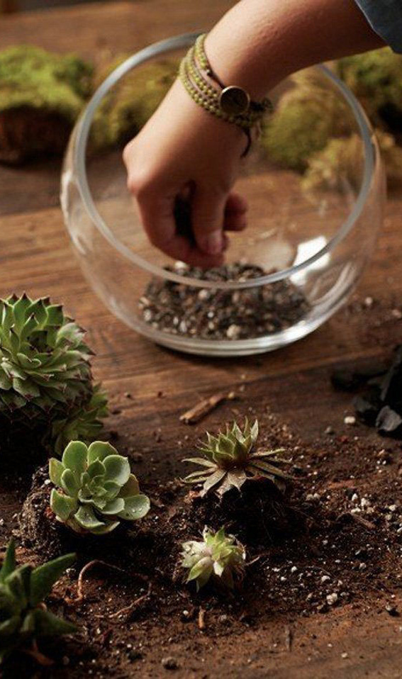 Create a succulent garden in glass