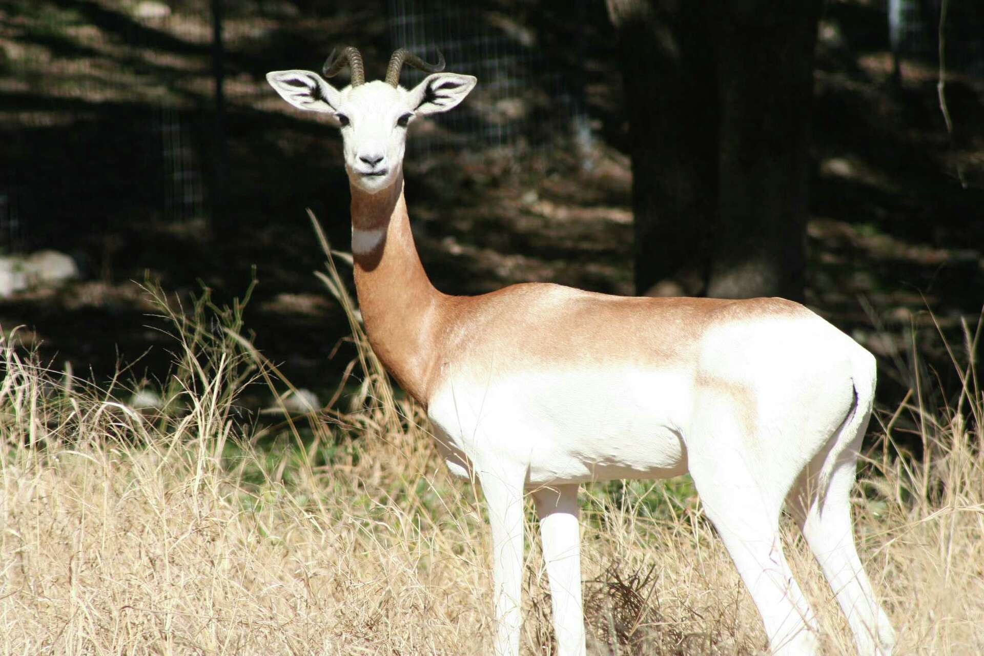 San Antonio Zoo wastes no poo