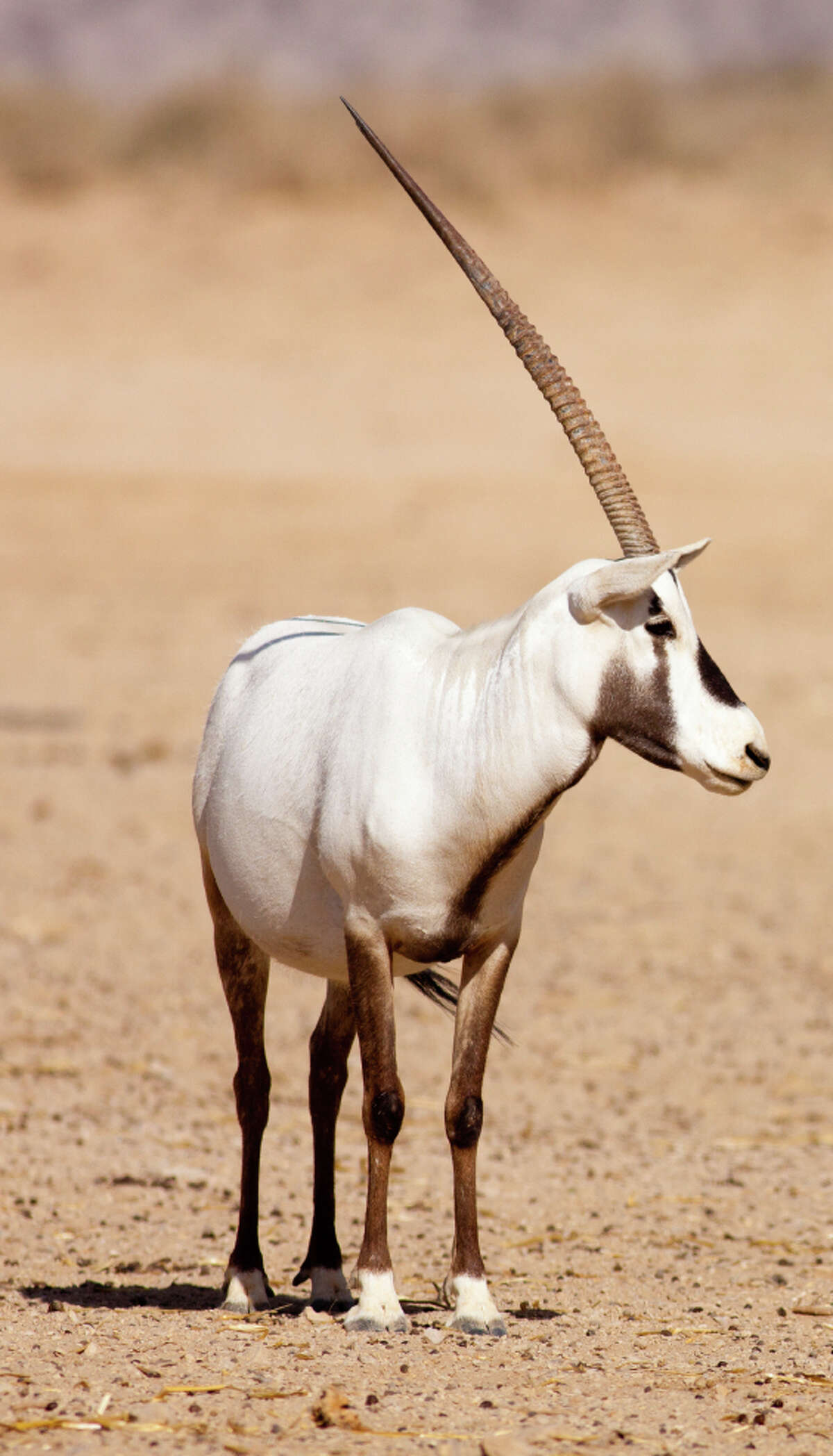 New wildlife expansion boasts exotic animals