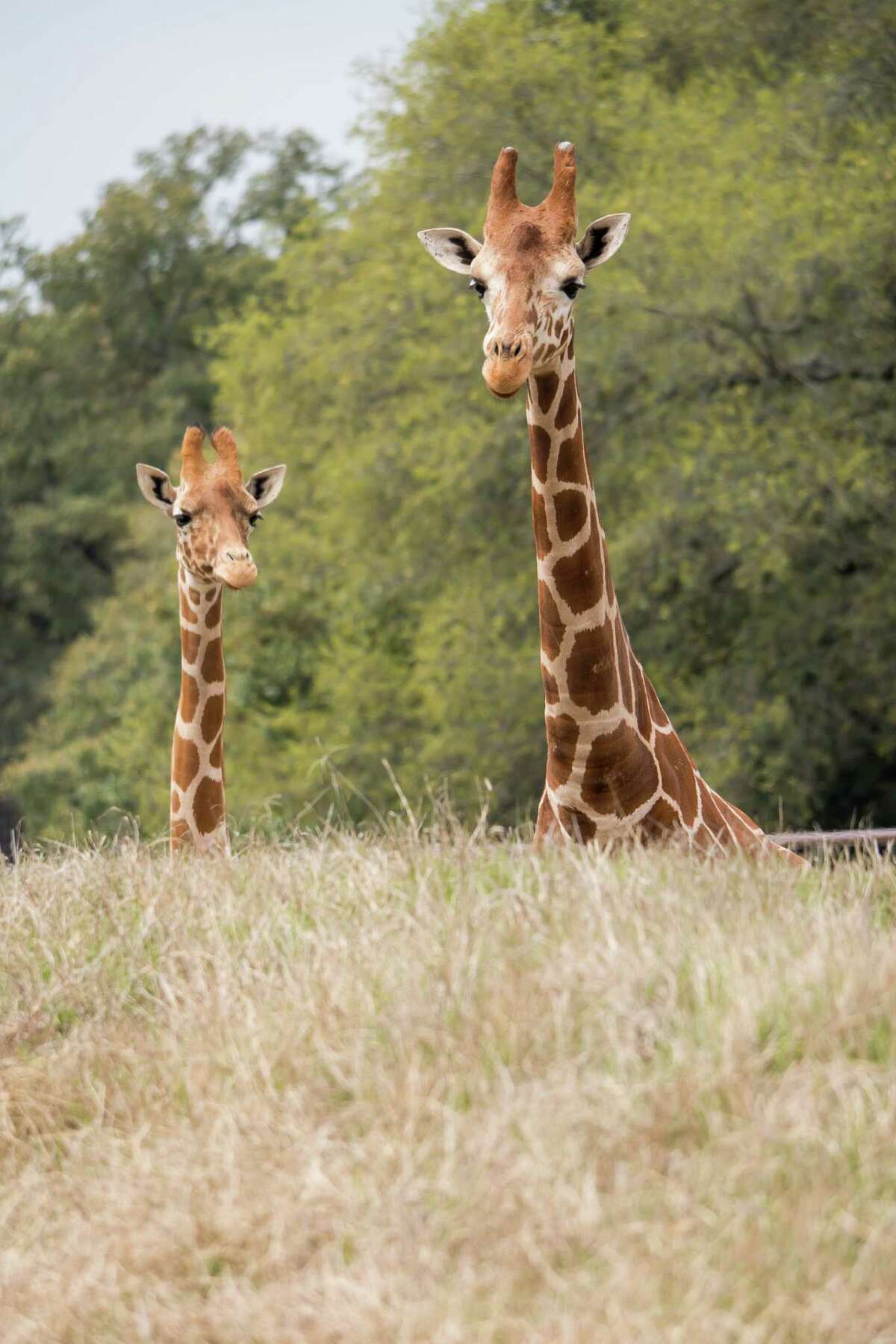 Prominent Texas parks celebrate milestones