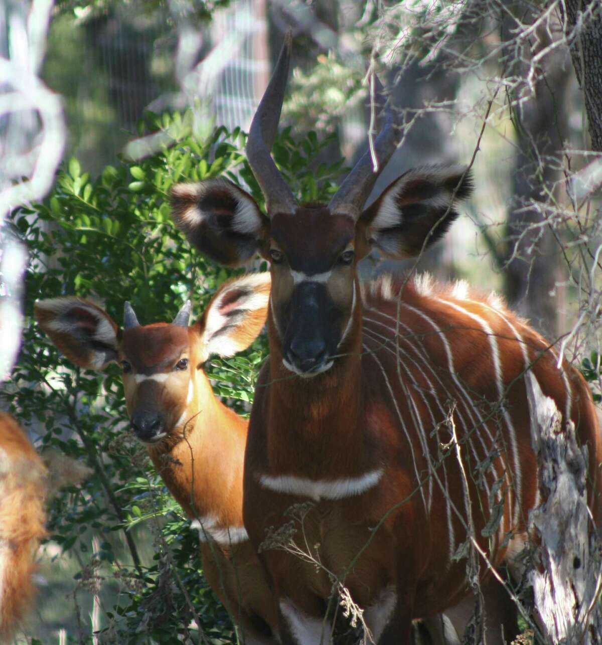 Prominent Texas parks celebrate milestones