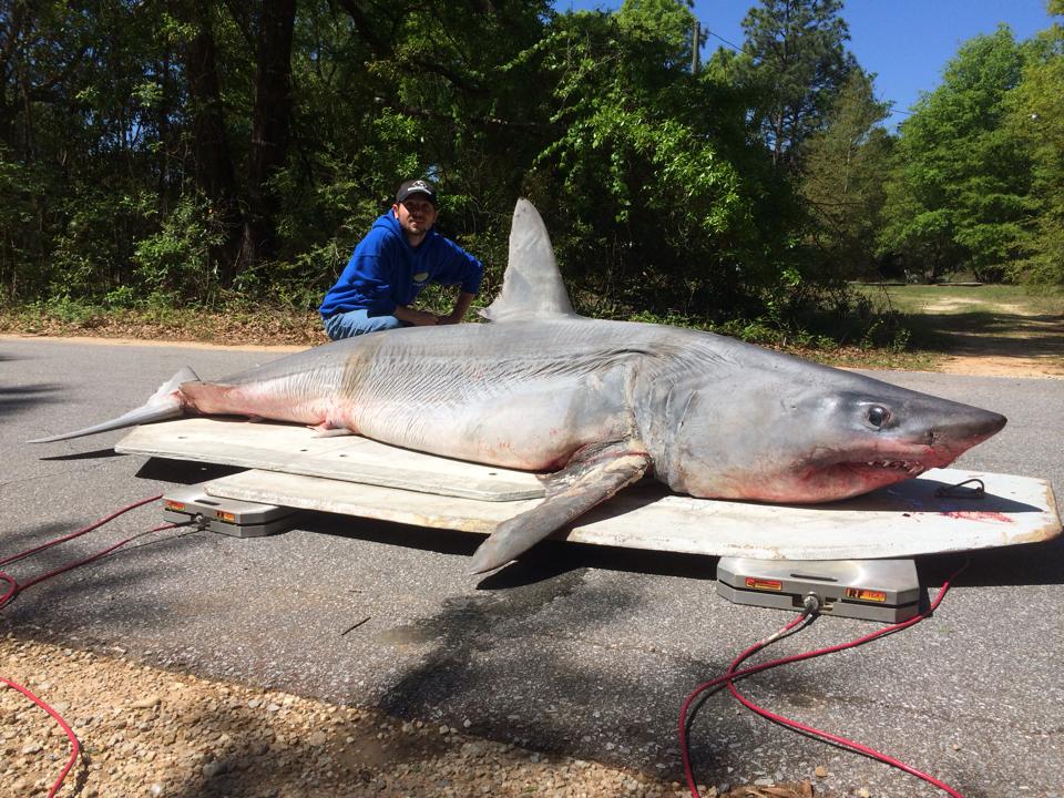 Fisherman may have record with 800 pound shark caught in Gulf