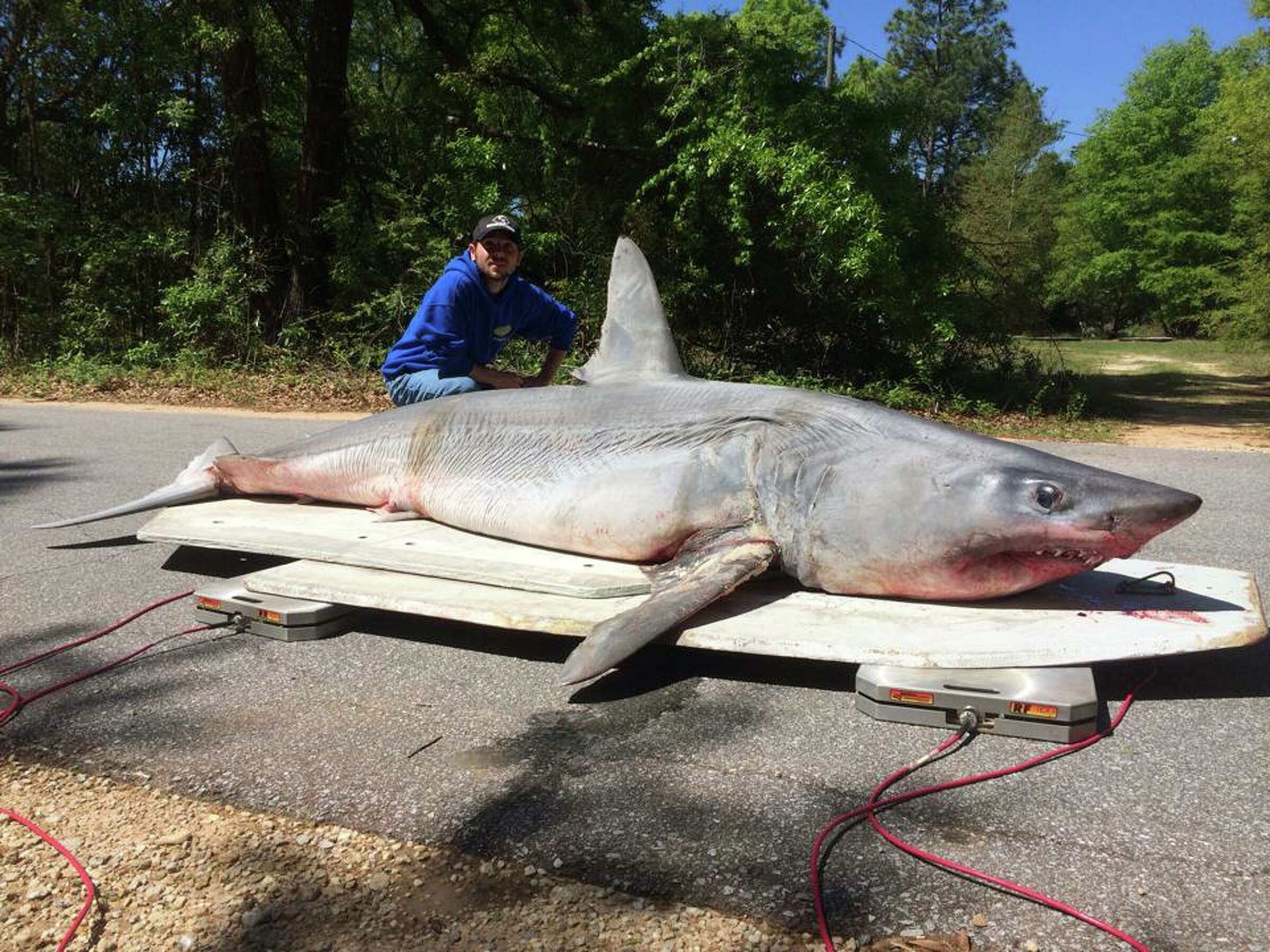 Florida fisherman may have record with 800 pound shark caught in Gulf