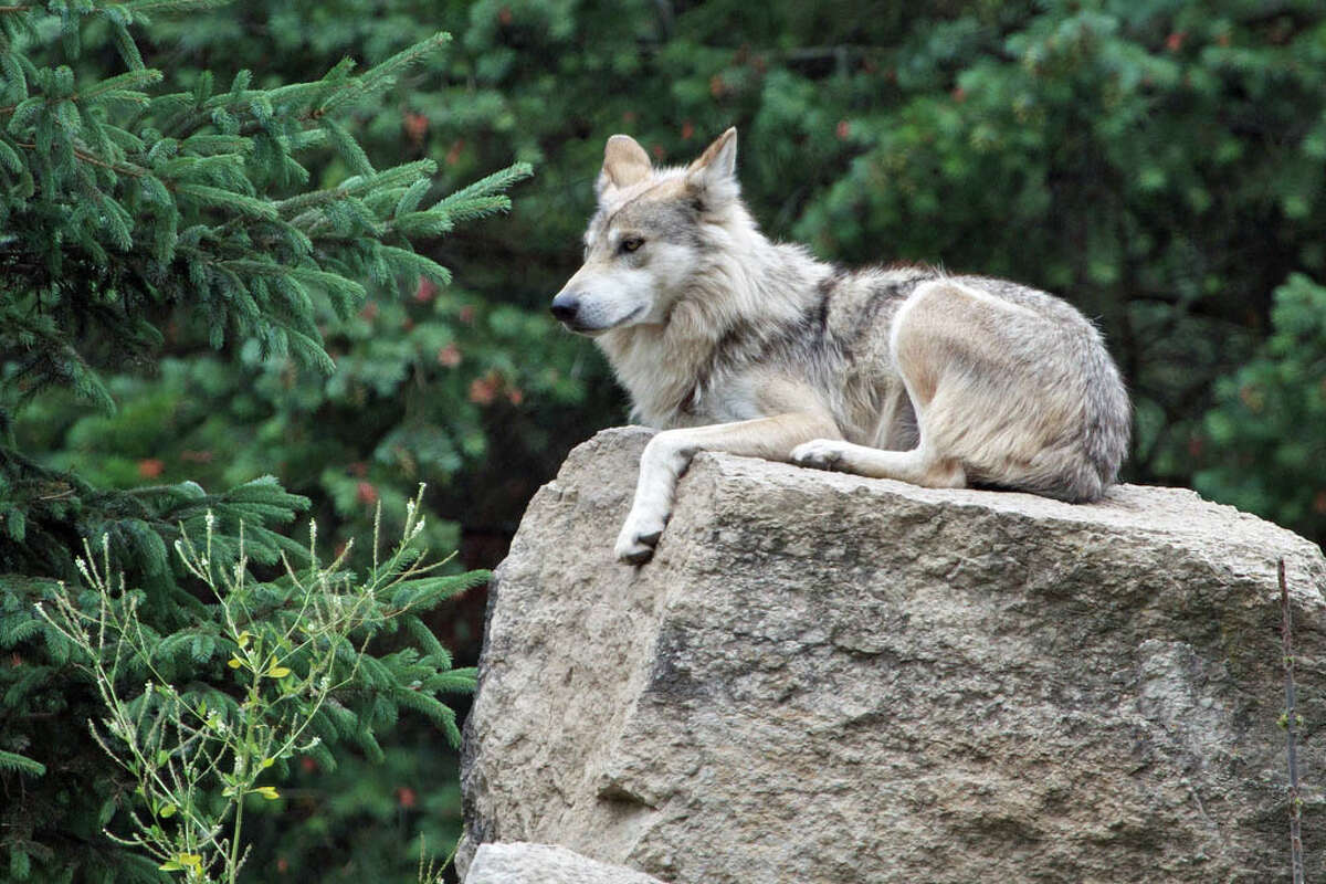 EarthTalk / Tracking the status of the gray wolf