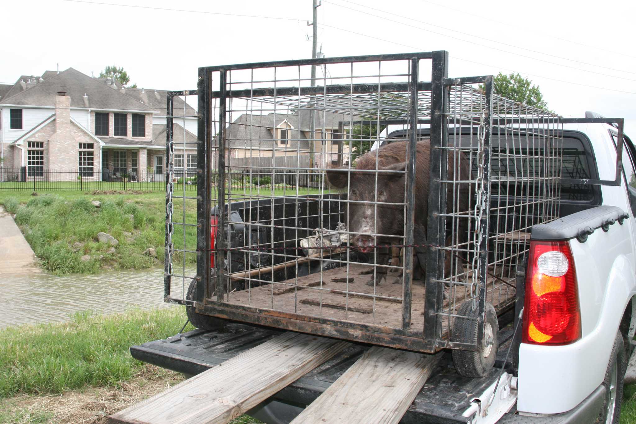 Radack confident feral hog plan will put food on the table for needy