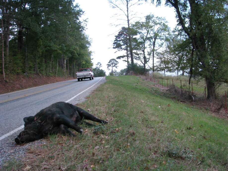 An answer to Texas' feral hog problem? - San Antonio Express-News