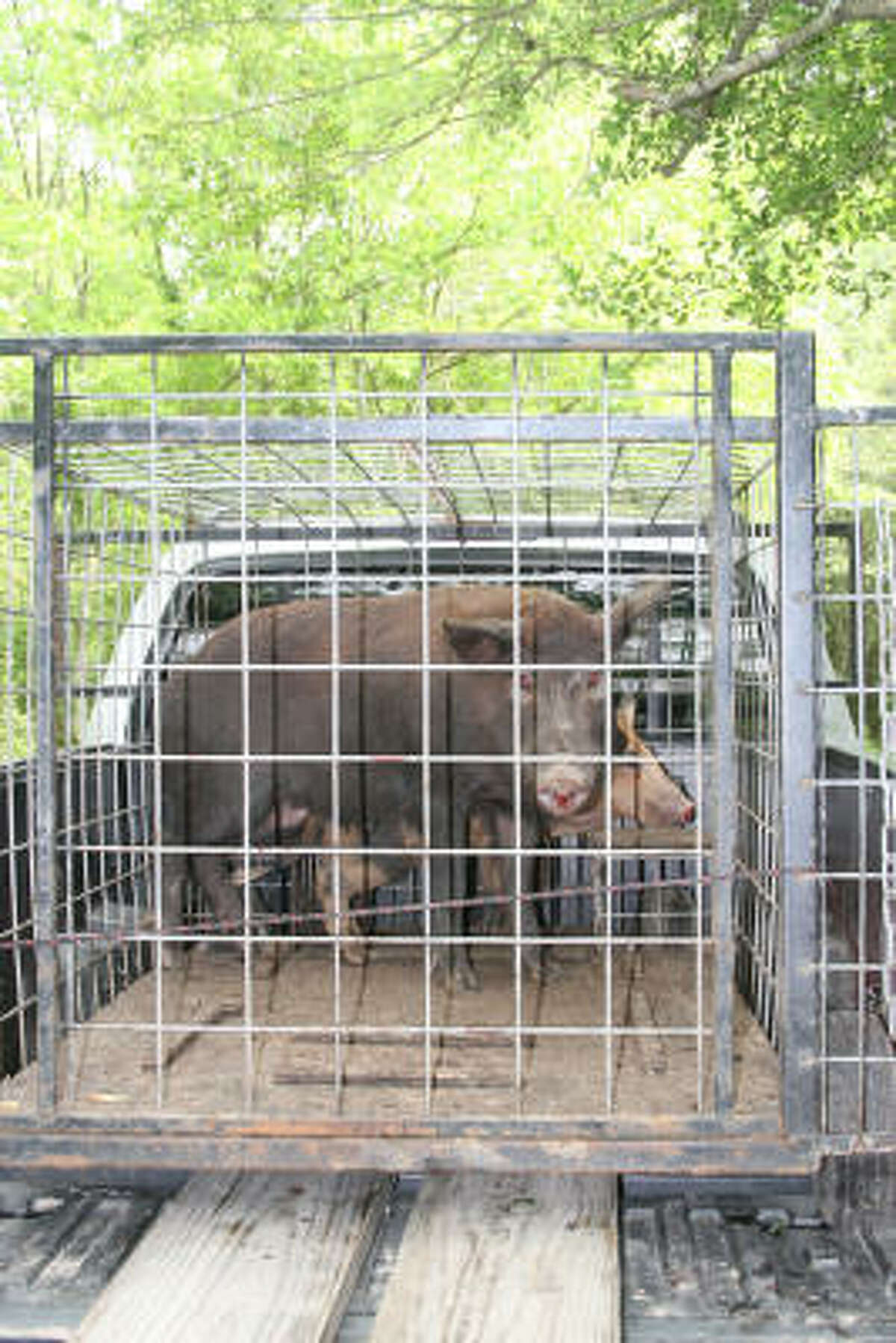 Beware: Feral hogs on rise in county