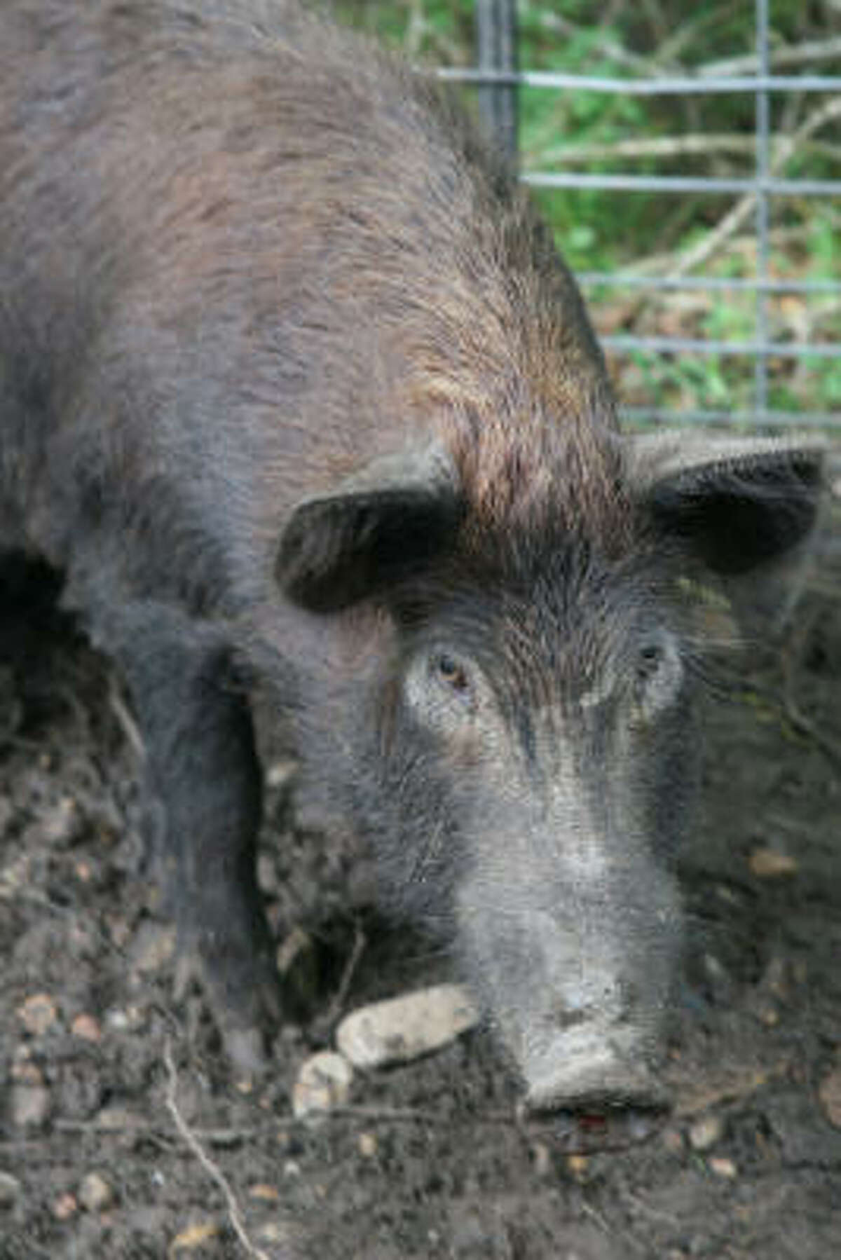 Beware: Feral hogs on rise in county