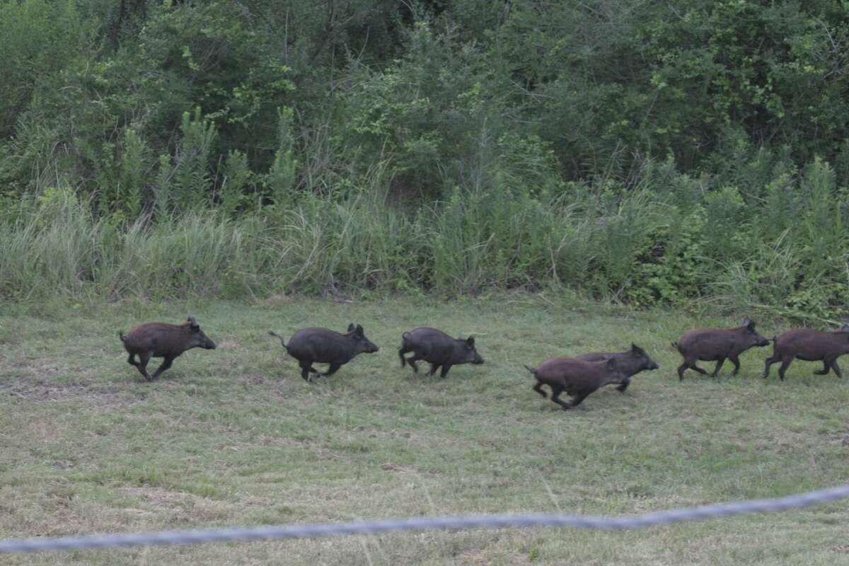 Beware: Feral hogs on rise in county