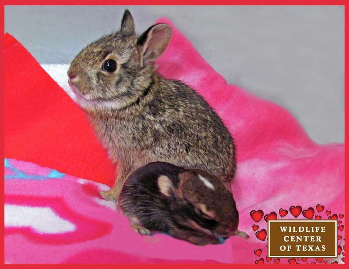 Webster couple discovers there's no longer just two bald eagles in ...