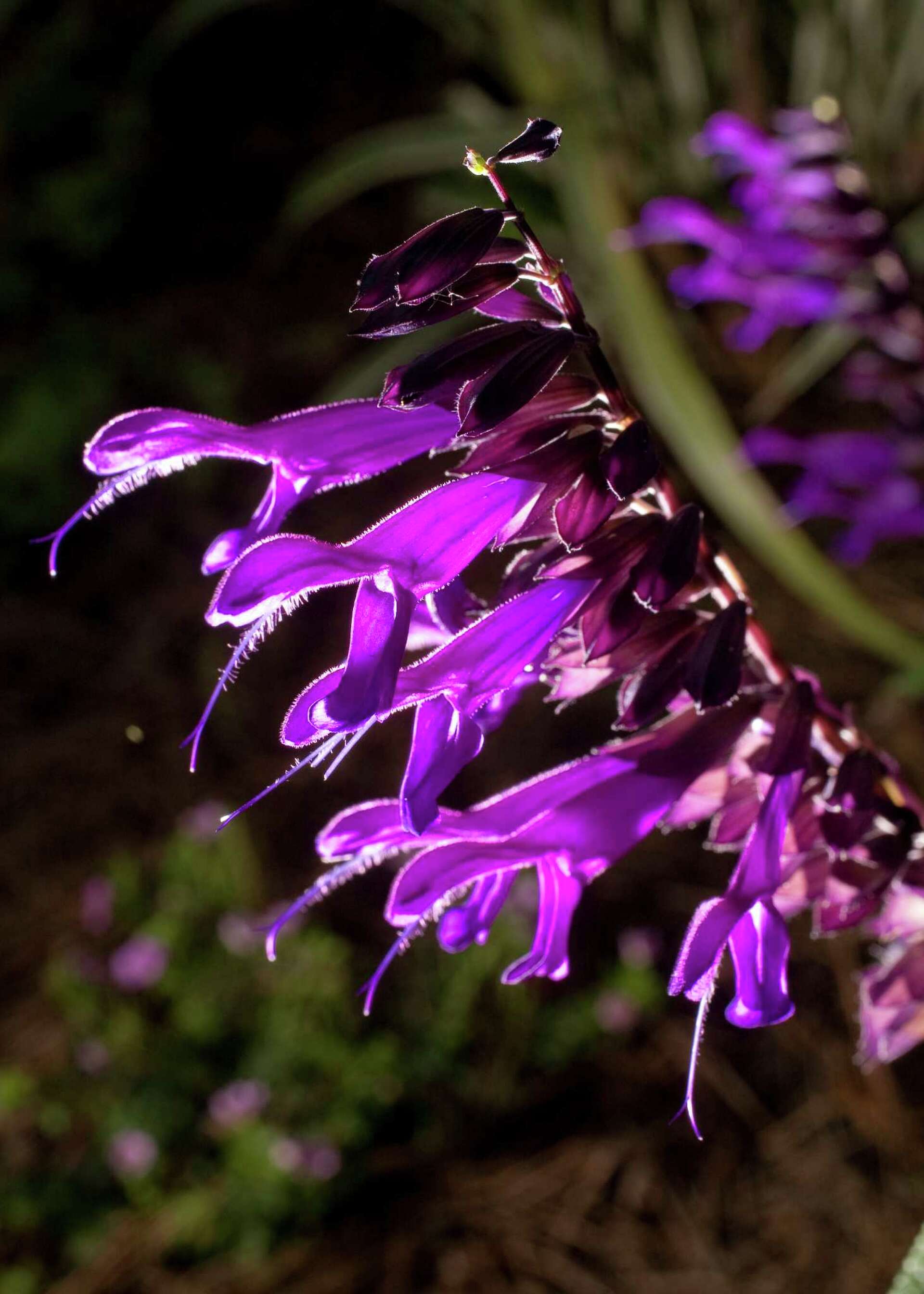 Gardener can't turn her back on colorful salvias