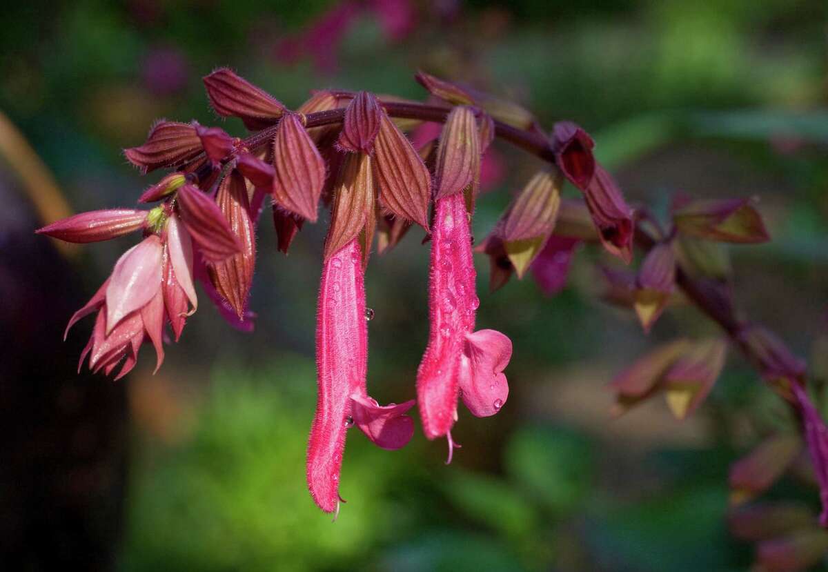 Gardener can't turn her back on colorful salvias