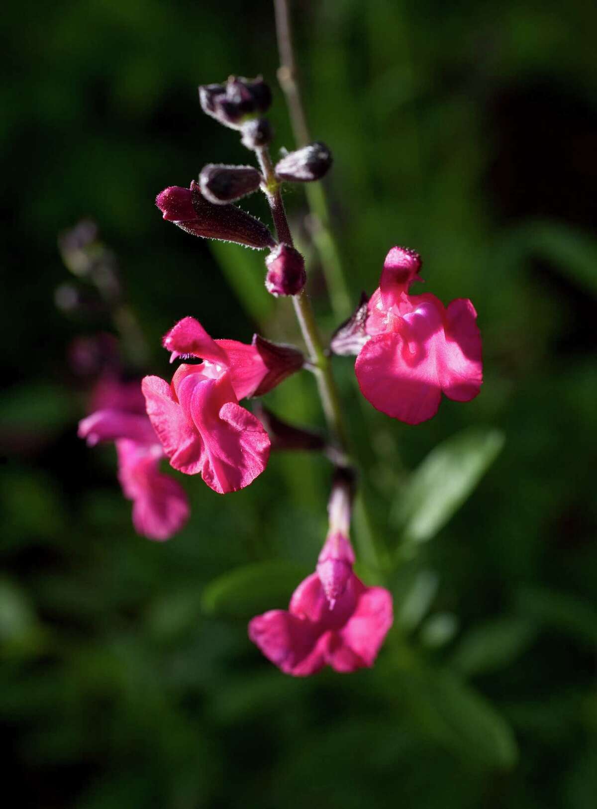 Gardener can't turn her back on colorful salvias