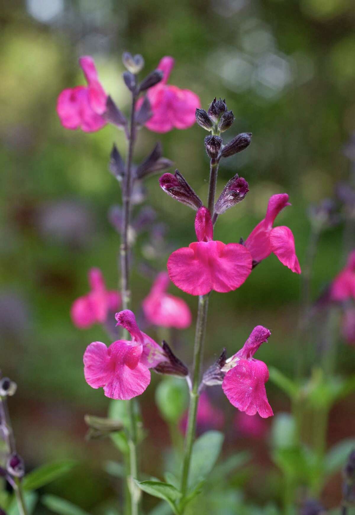 Gardener can't turn her back on colorful salvias