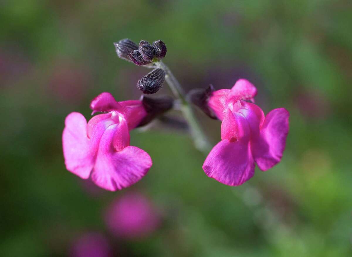 Gardener can't turn her back on colorful salvias
