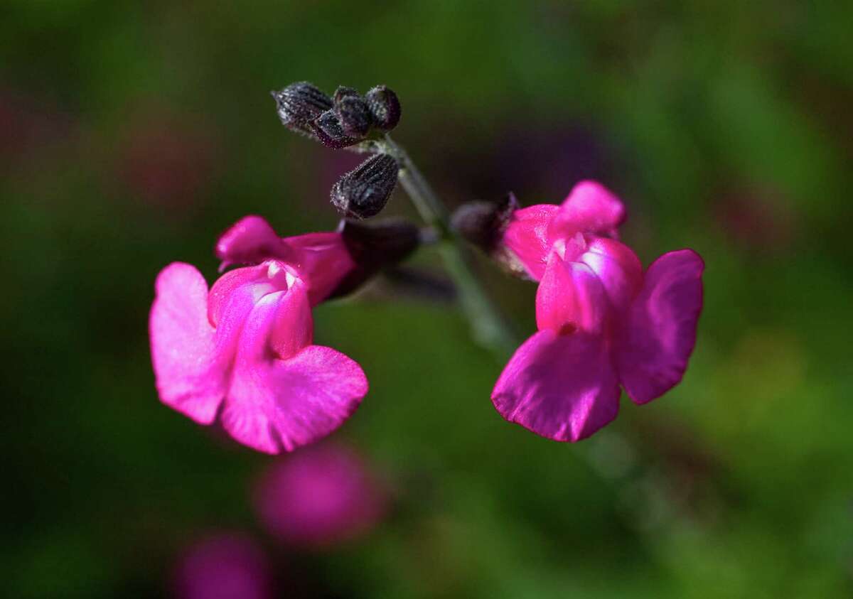 Gardener can't turn her back on colorful salvias