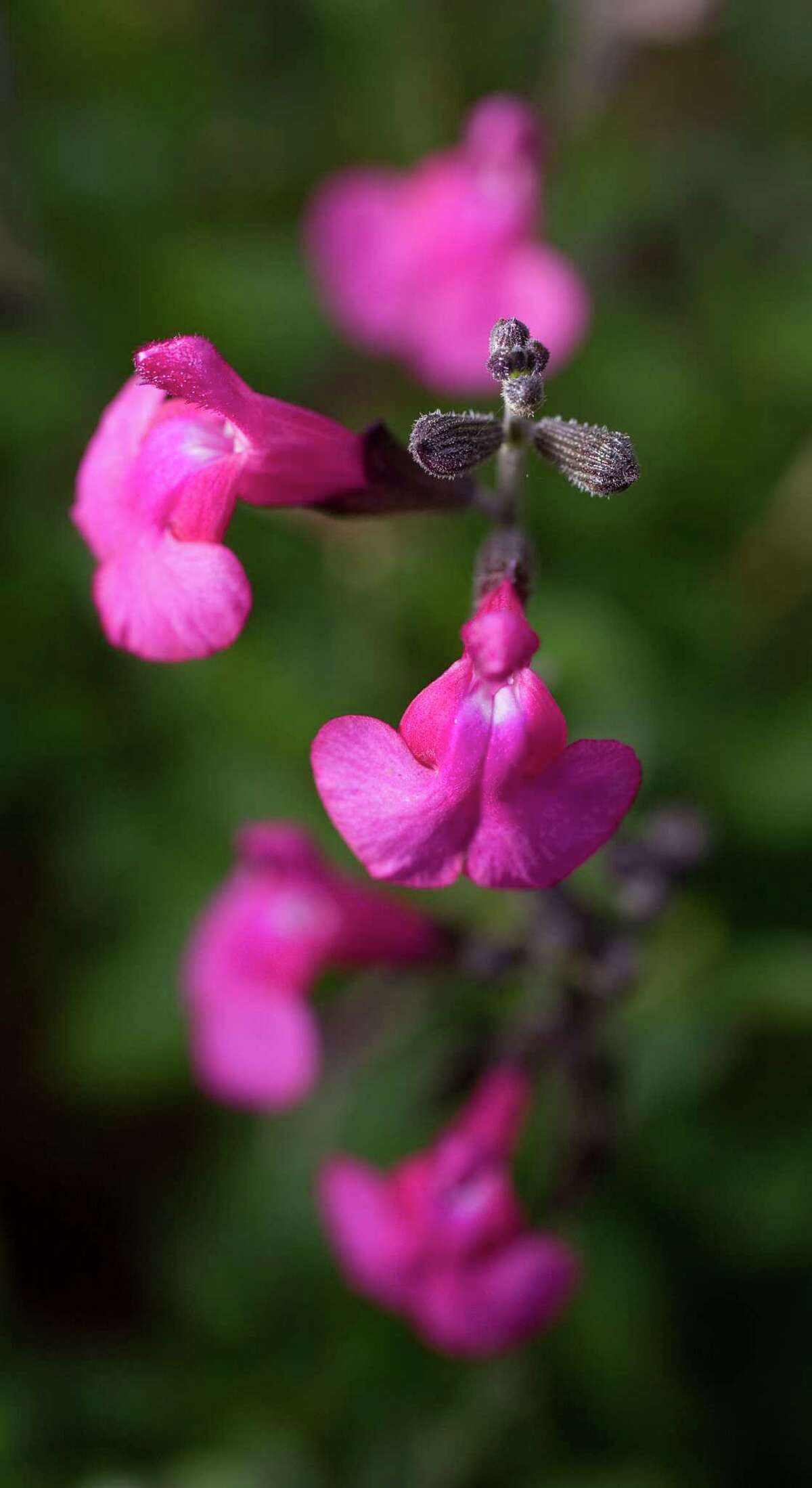 Gardener can't turn her back on colorful salvias