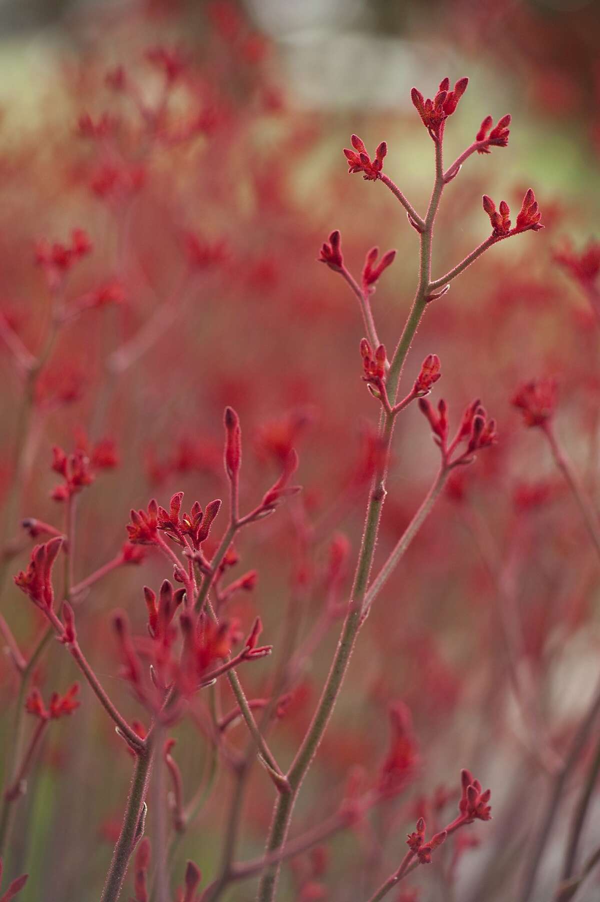 South Australia's Barossa Valley is a lot like Sonoma