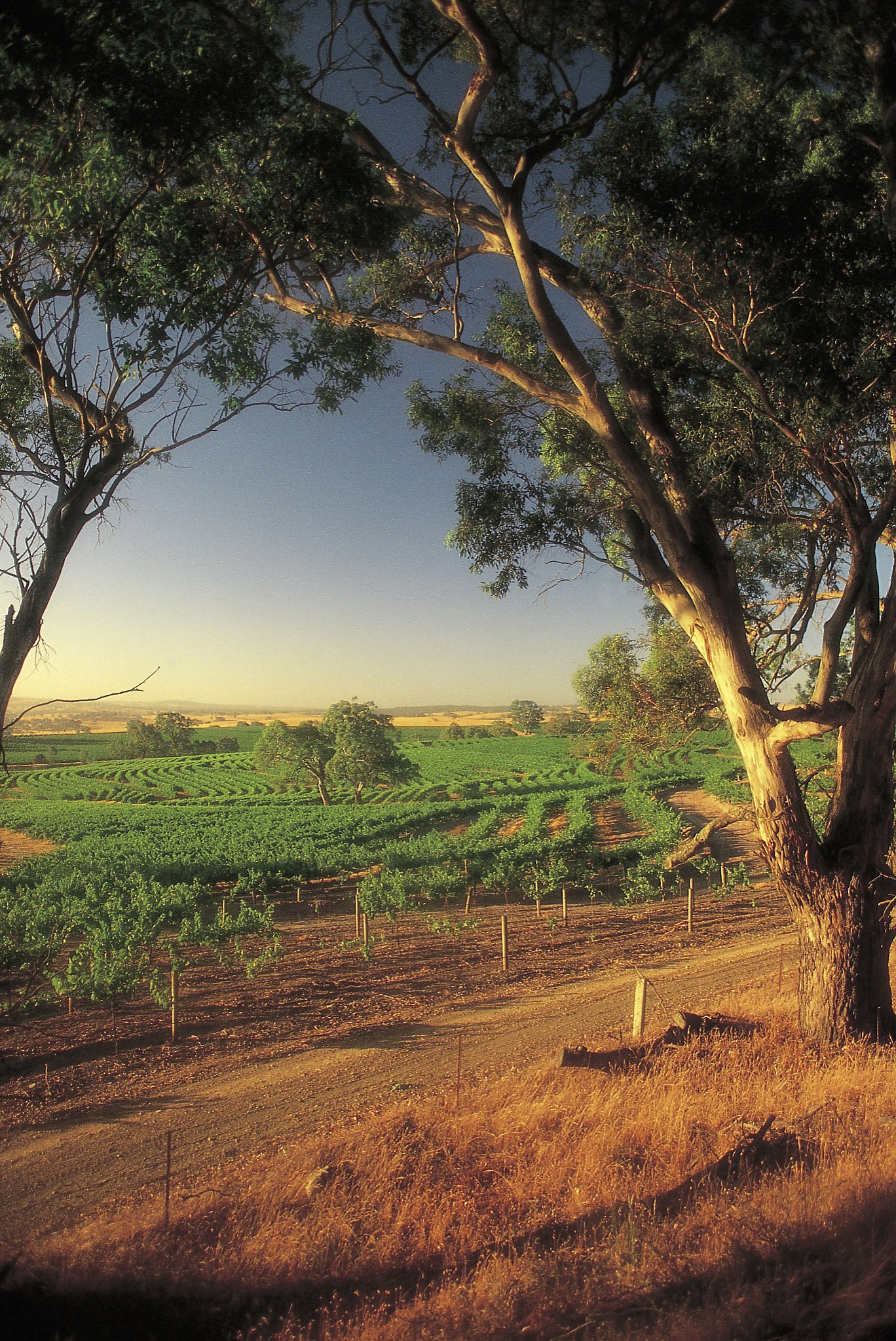 South Australia's Barossa Valley is a lot like Sonoma