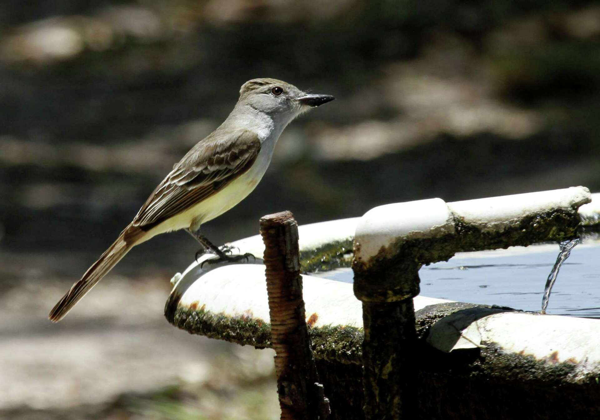 Tompkins: South Texas is a wonderland of wildness and wildlife