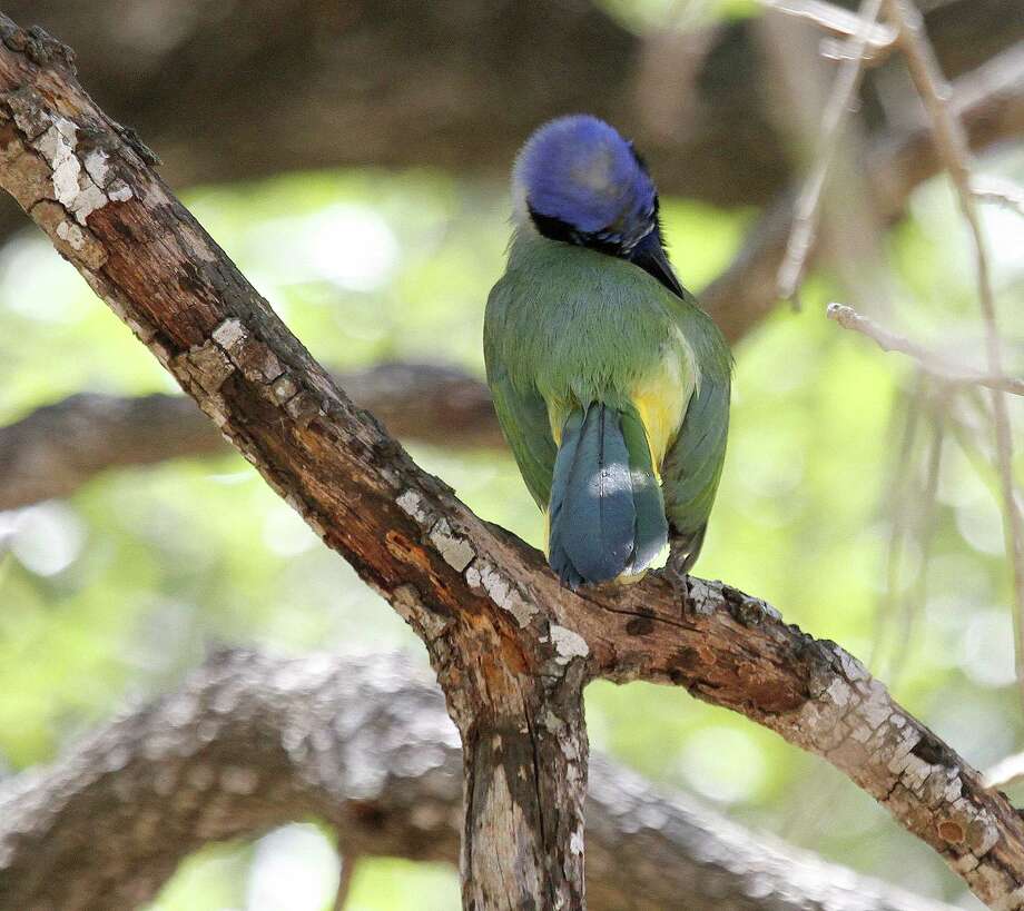 What you need to know about Grackles, Texas' worst bird - Houston Chronicle