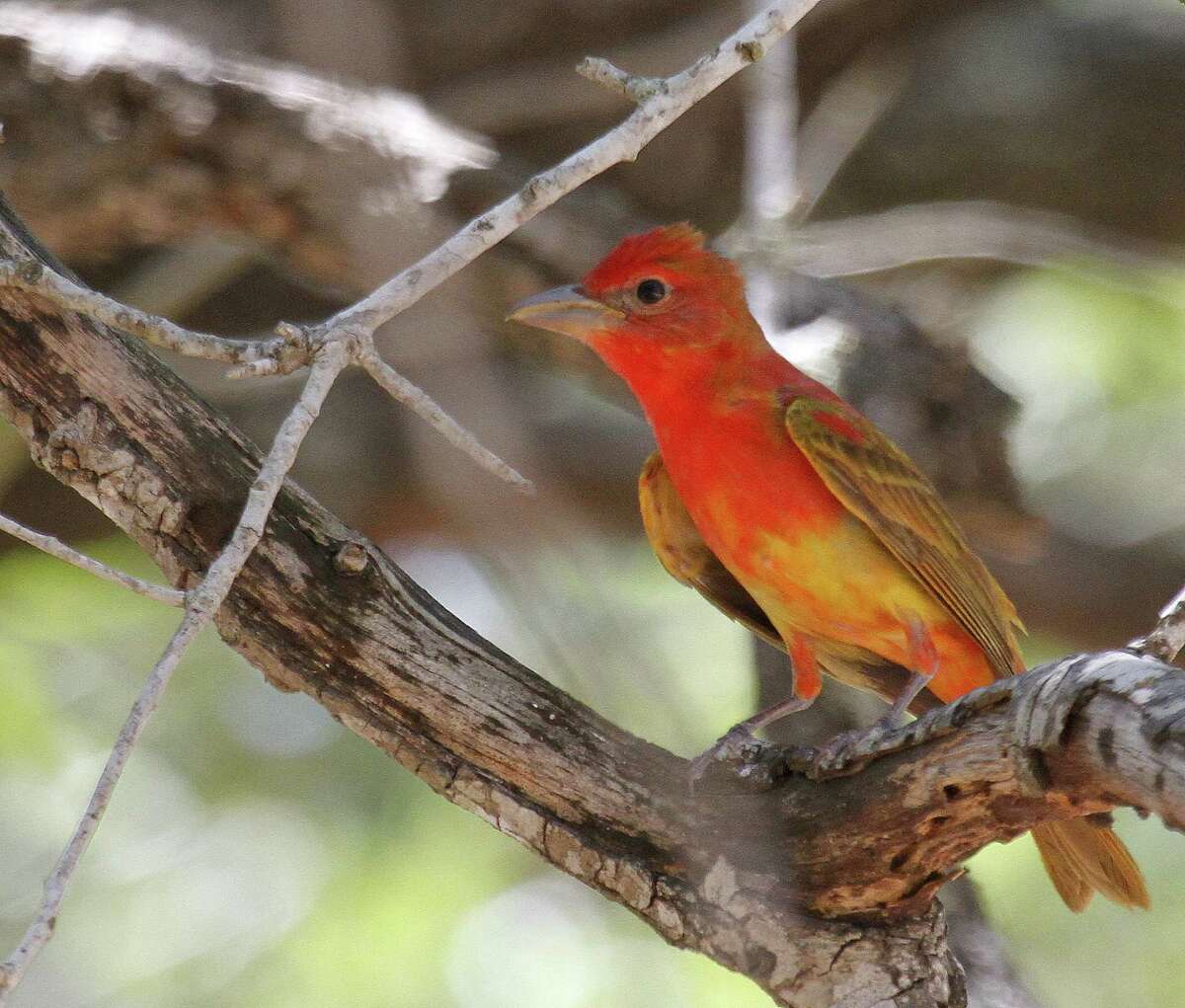 What you need to know about Grackles, Texas' worst bird