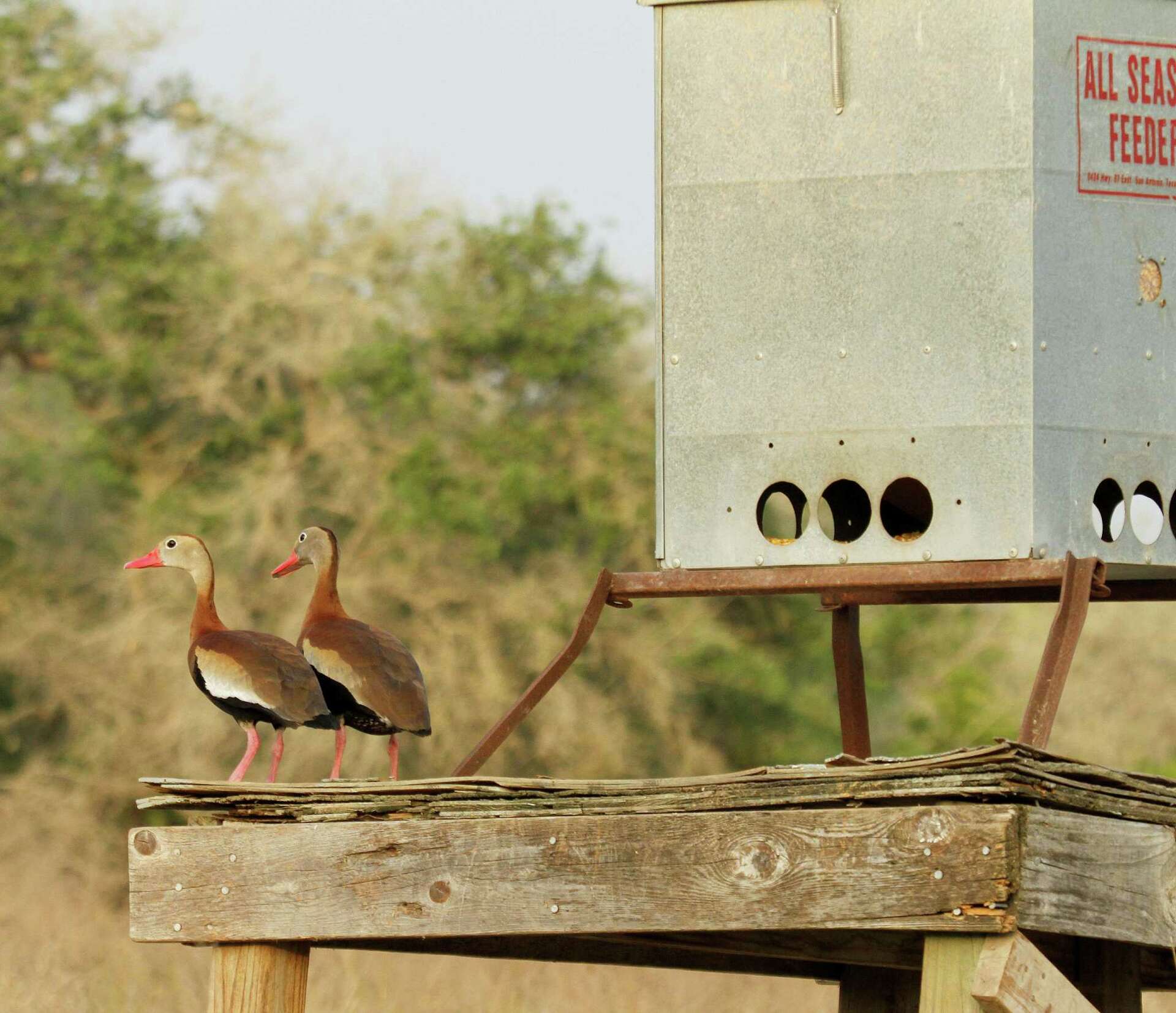 Tompkins: South Texas is a wonderland of wildness and wildlife