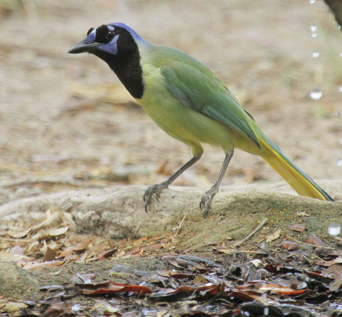 What you need to know about Grackles, Texas' worst bird