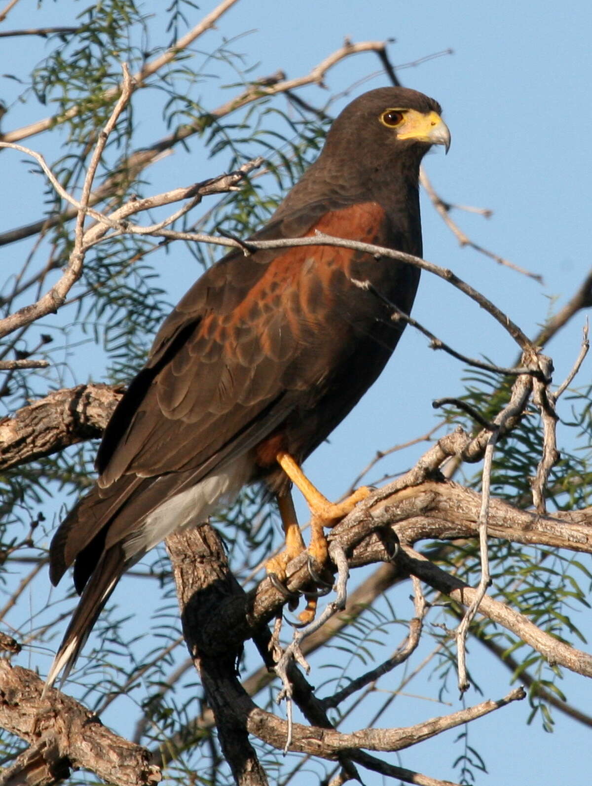 What you need to know about Grackles, Texas' worst bird