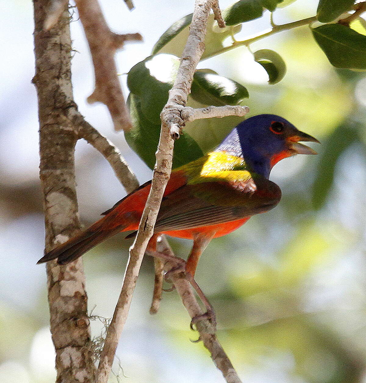 What you need to know about Grackles, Texas' worst bird
